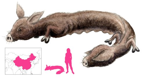 Pig folklore | A Book of Creatures