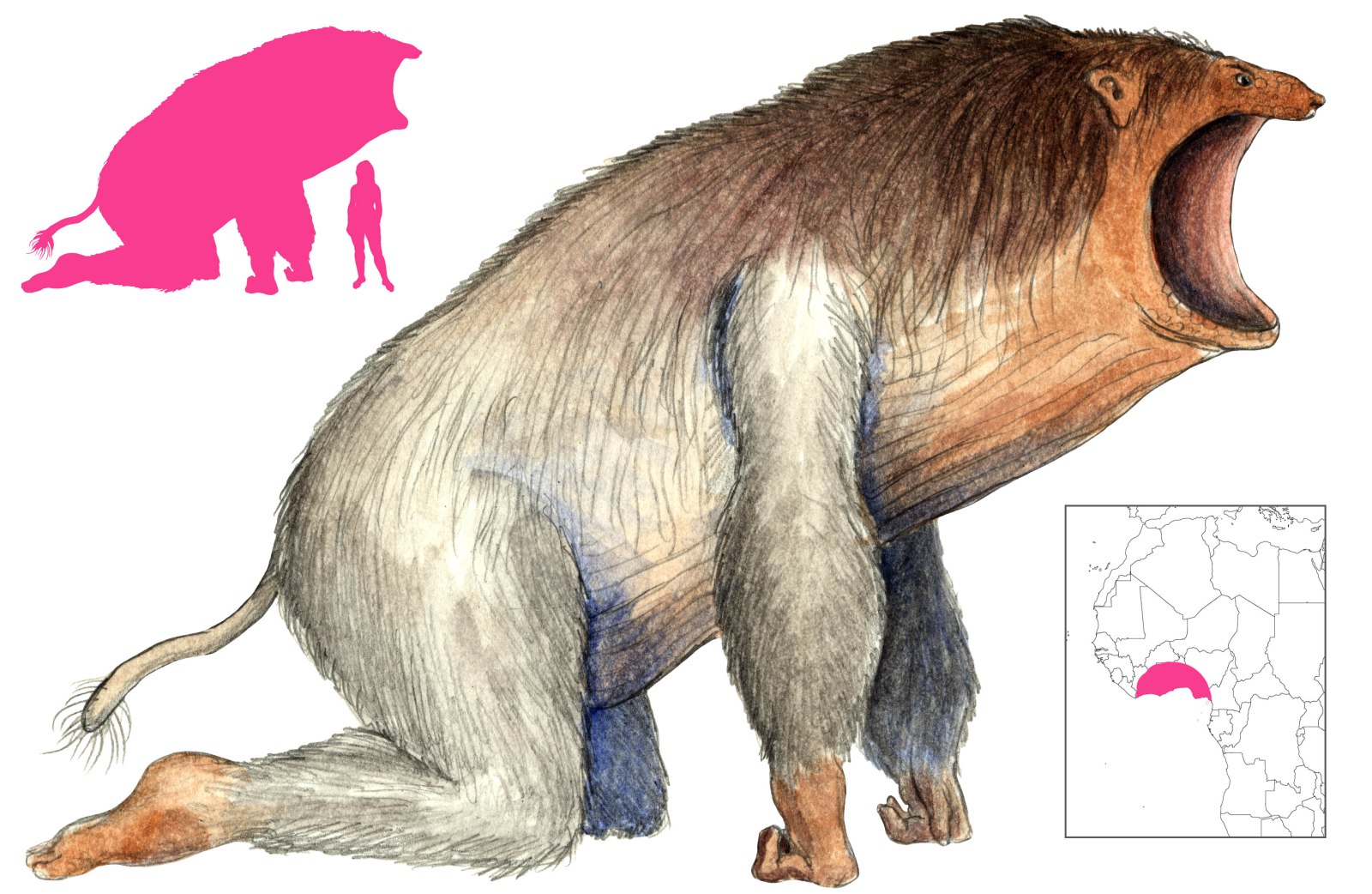 Dodo | A Book of Creatures