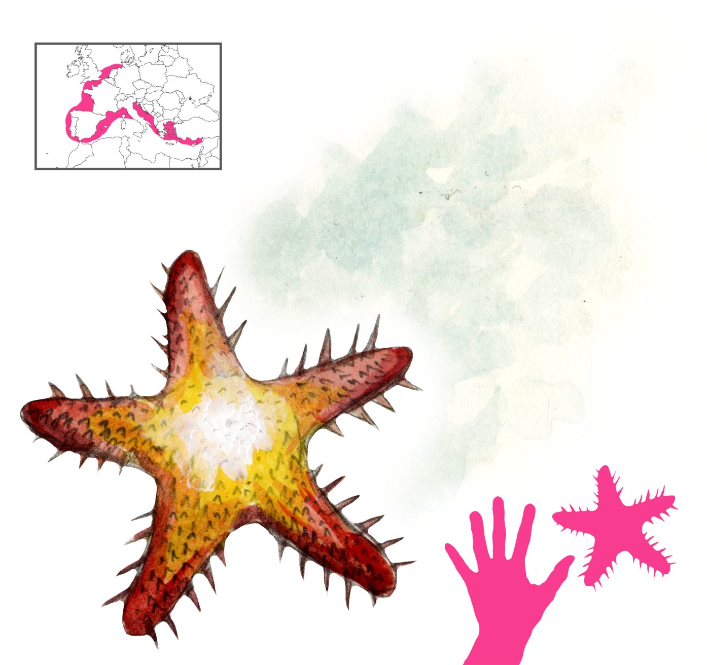 Stella | A Book of Creatures