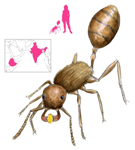 Insects | A Book of Creatures | Page 2