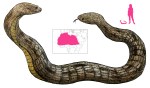 Amphisbaena | A Book of Creatures