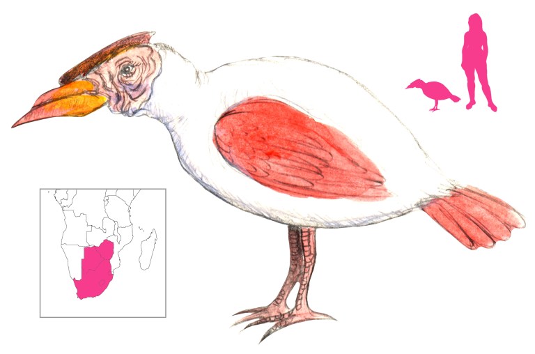 Impundulu | A Book of Creatures