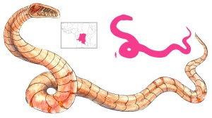 Indombe | A Book of Creatures