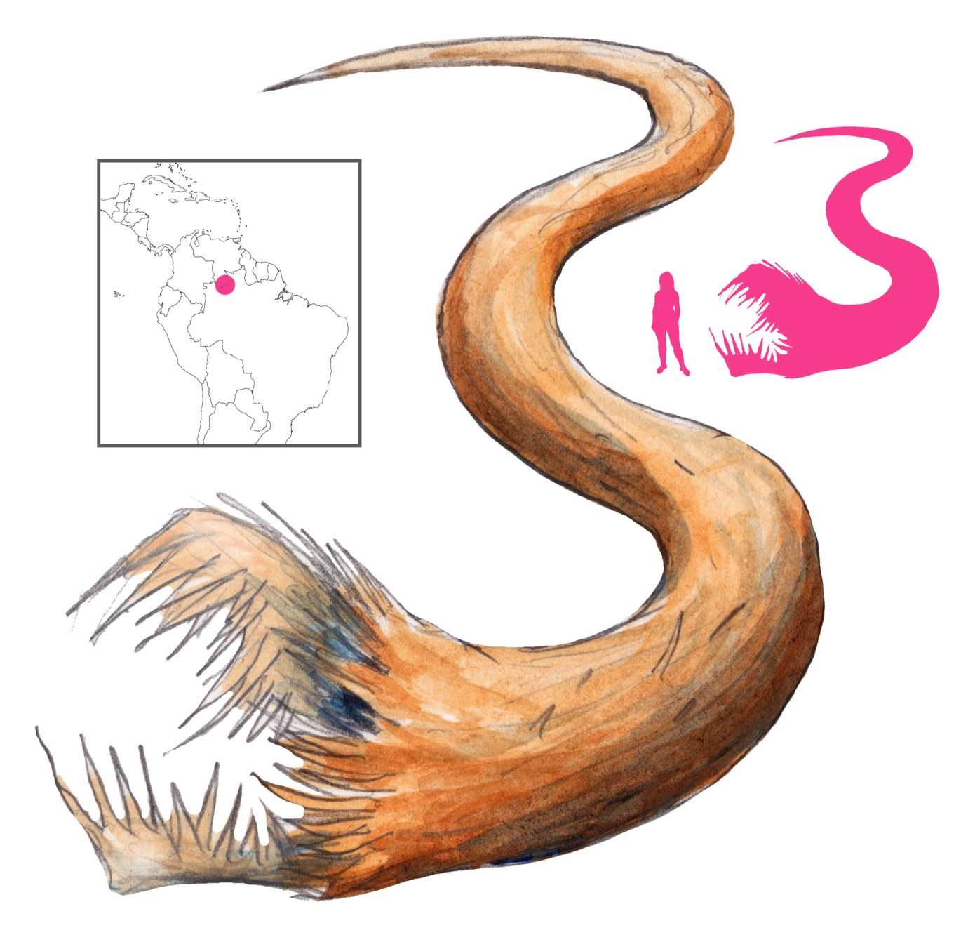 South American folklore | A Book of Creatures | Page 2