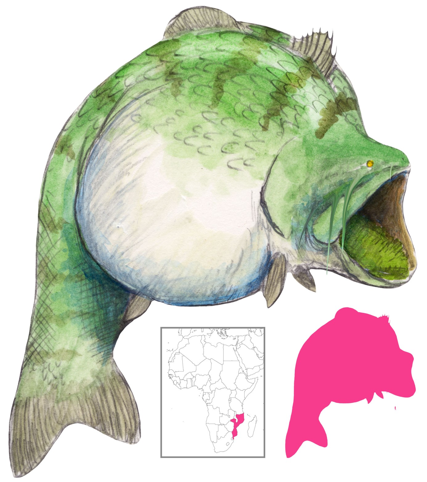 Chipfalamfula | A Book of Creatures