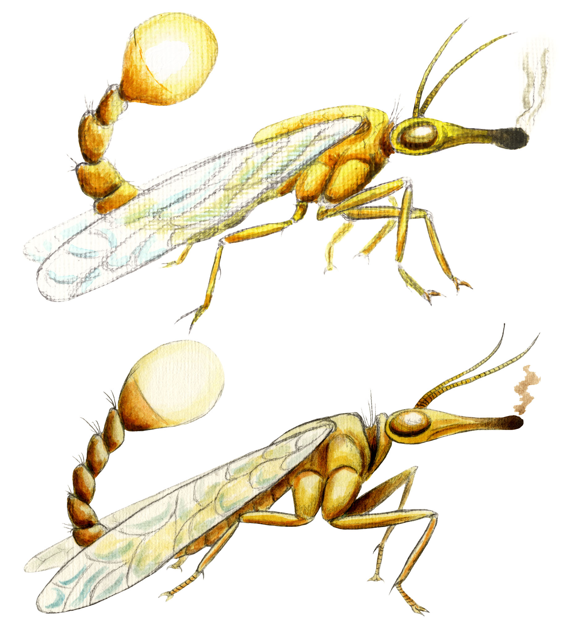 A Book of Creatures | A Complete Guide to Entities of Myth, Legend, and ...