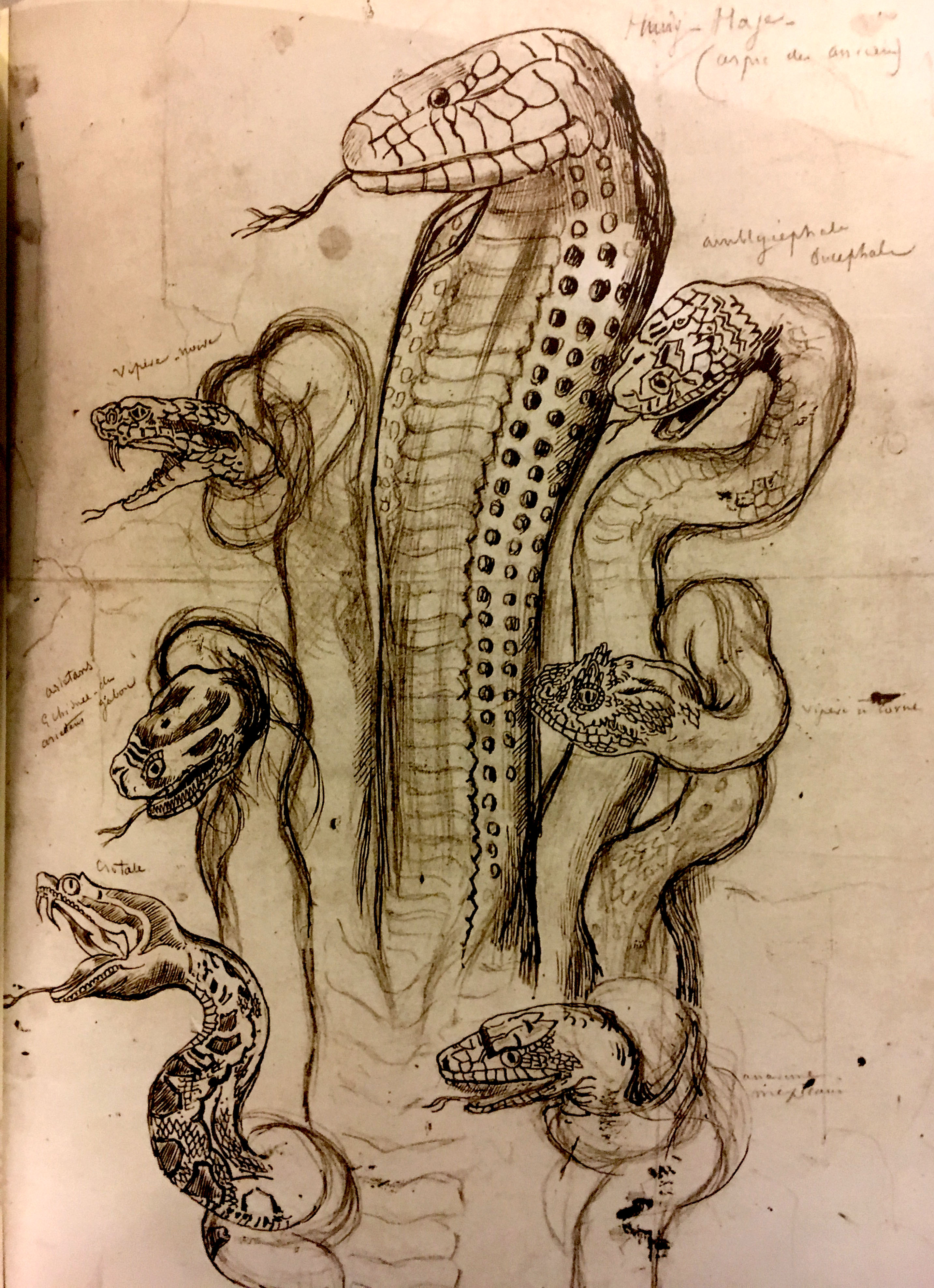 A Book of Creatures | A Complete Guide to Entities of Myth, Legend, and ...