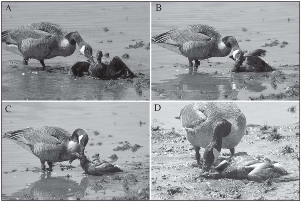 A Book of Creatures | A Complete Guide to Entities of Myth, Legend, and ...