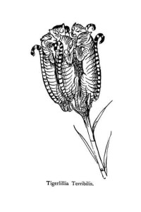 A Book of Creatures | A Complete Guide to Entities of Myth, Legend, and ...