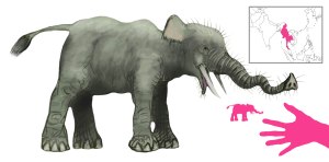 Chang Nam | A Book of Creatures