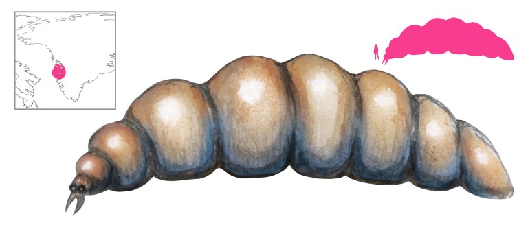 Maggots | A Book of Creatures