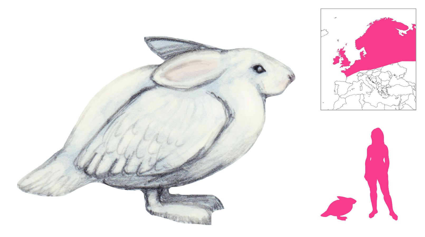 Lagopus | A Book of Creatures