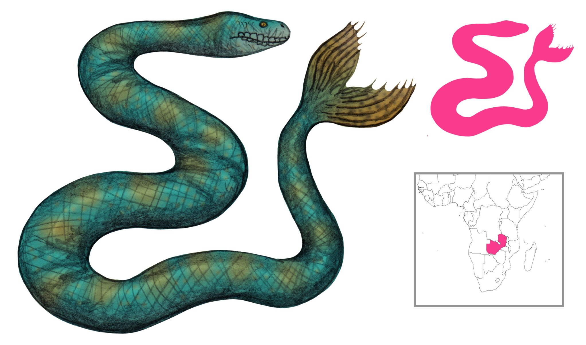 Funkwe | A Book of Creatures